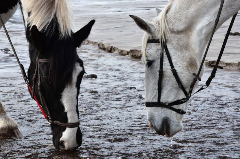 Seaview Equestrian - Treks